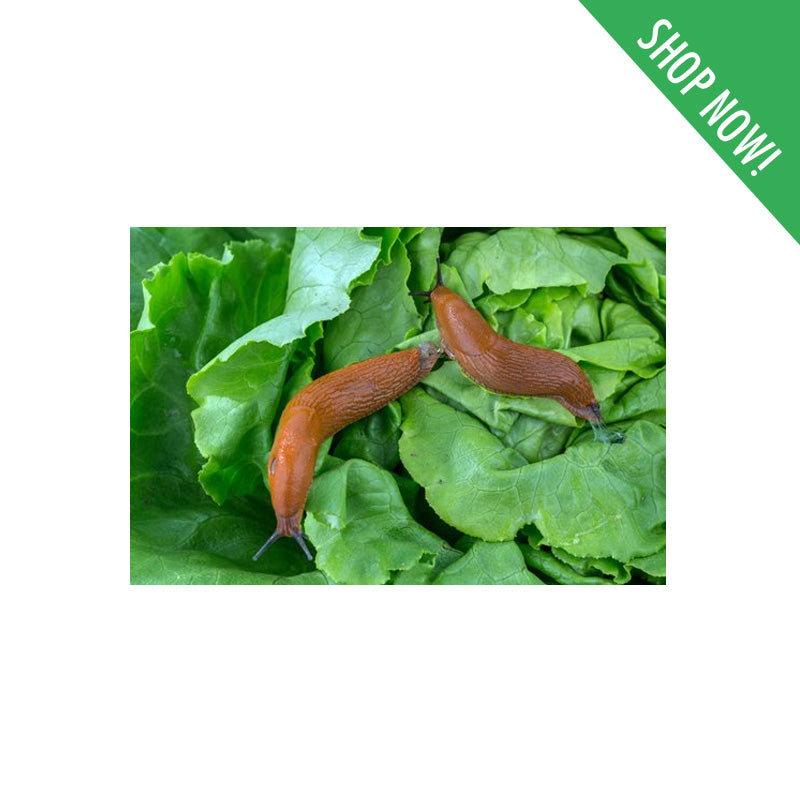 Molluscicide – Pest Control Philippines